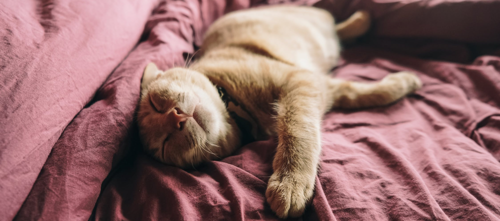 Angular 9: Lazy Loading Components Angular 9: Lazy Loading Components